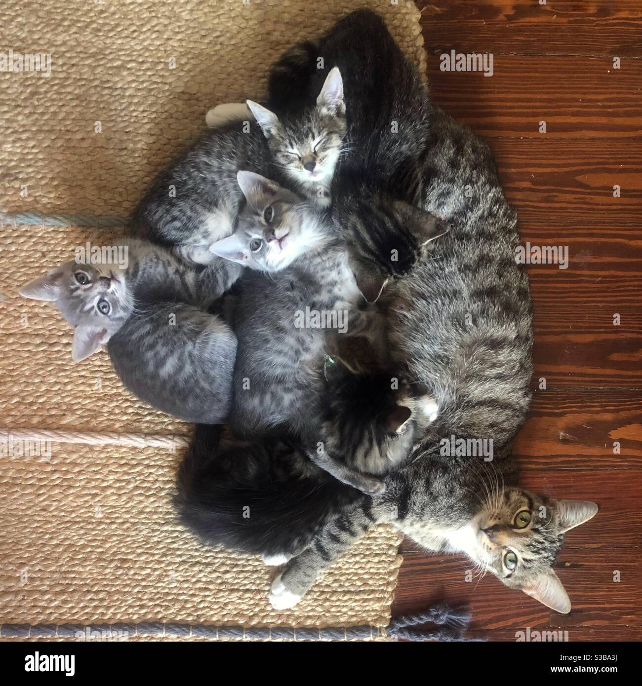 Mother cat nursing kittens hi-res stock photography and images - Alamy