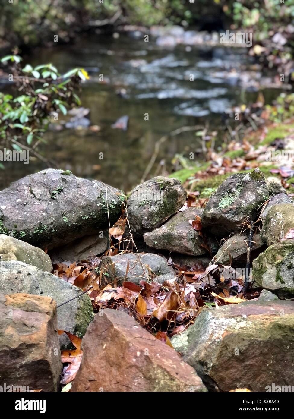 Ring of bear hi-res stock photography and images - Alamy