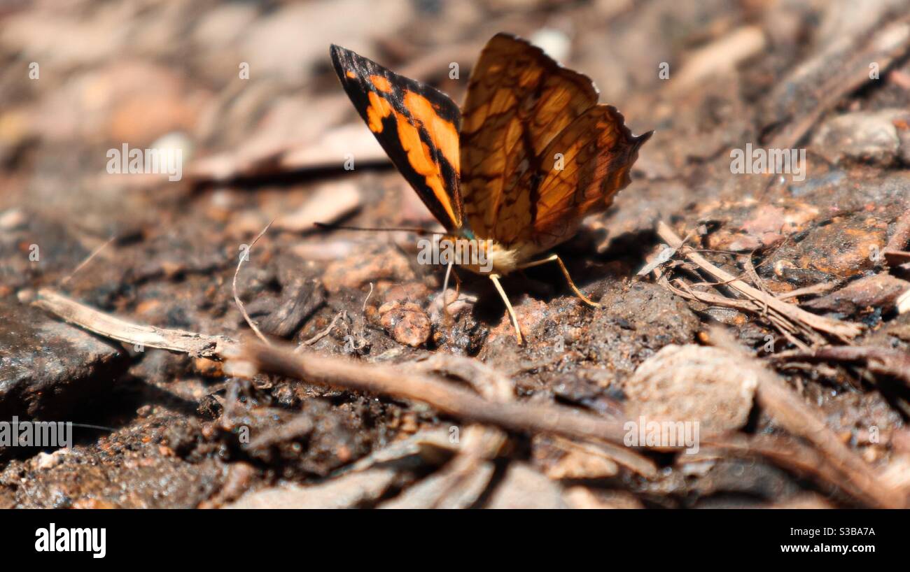 Indonesia butterfly hi-res stock photography and images - Alamy