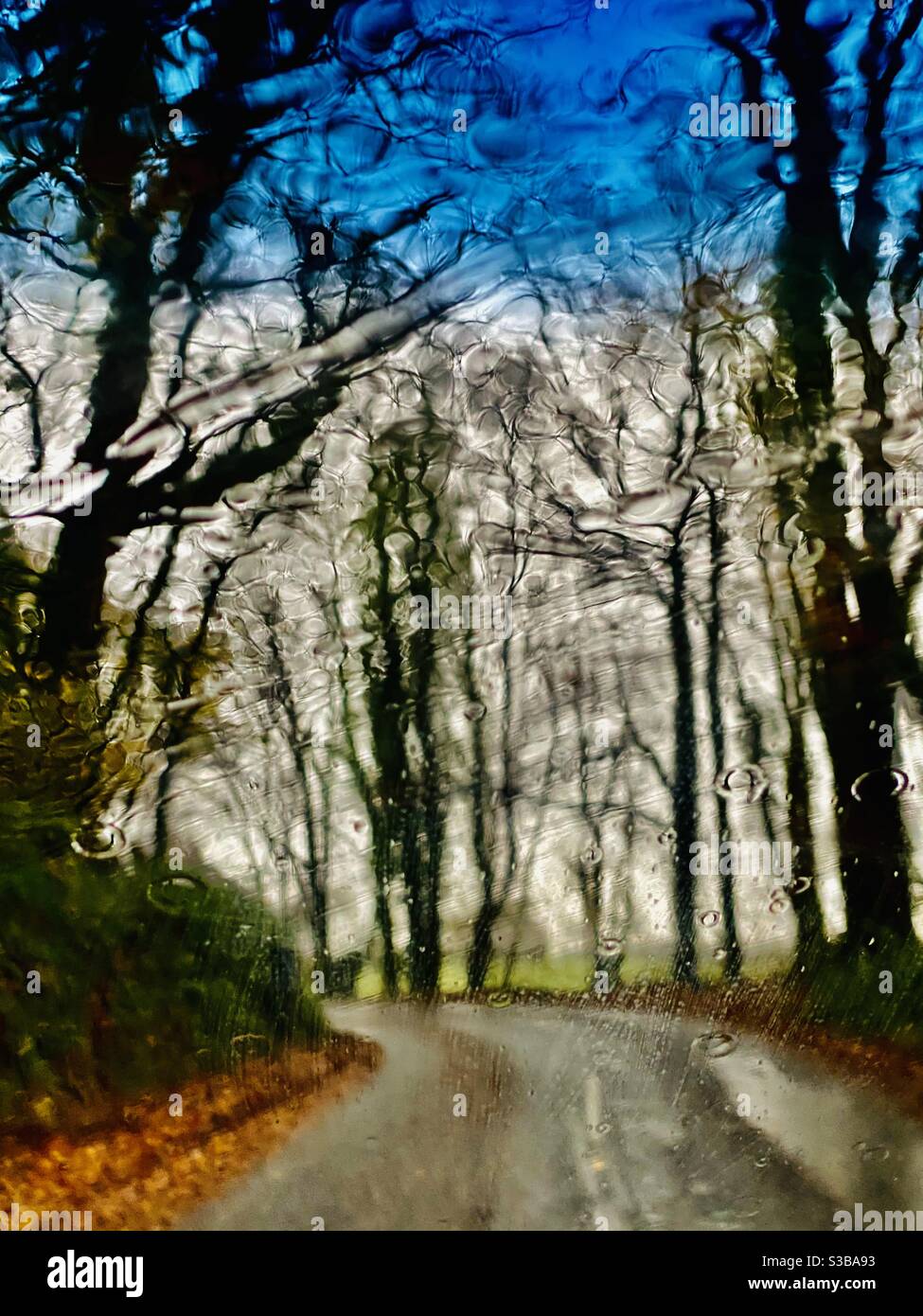 Cornish tree lined roaf with trees Stock Photo - Alamy