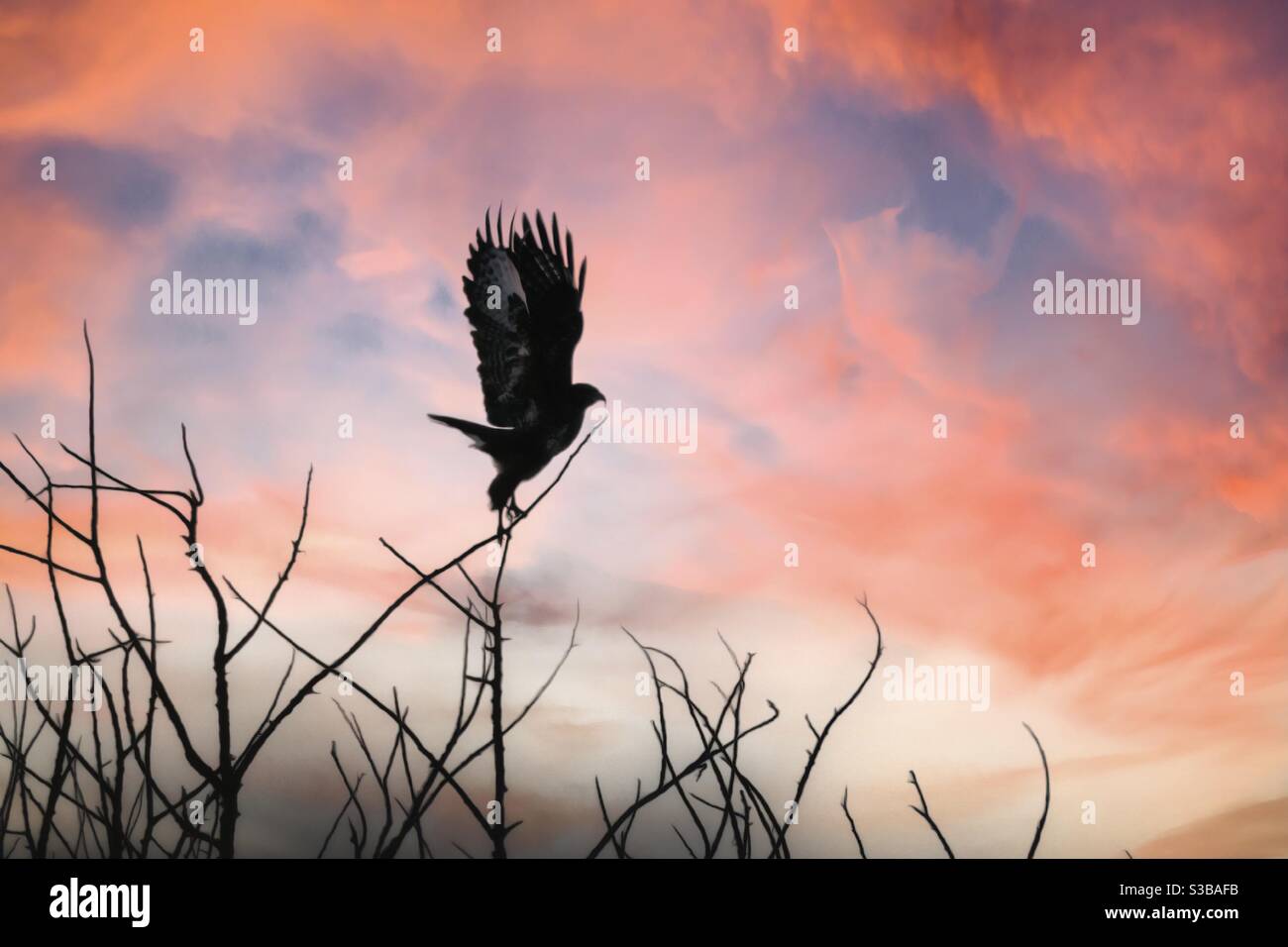 Silhouette common buzzard buteo buteo hi-res stock photography and ...