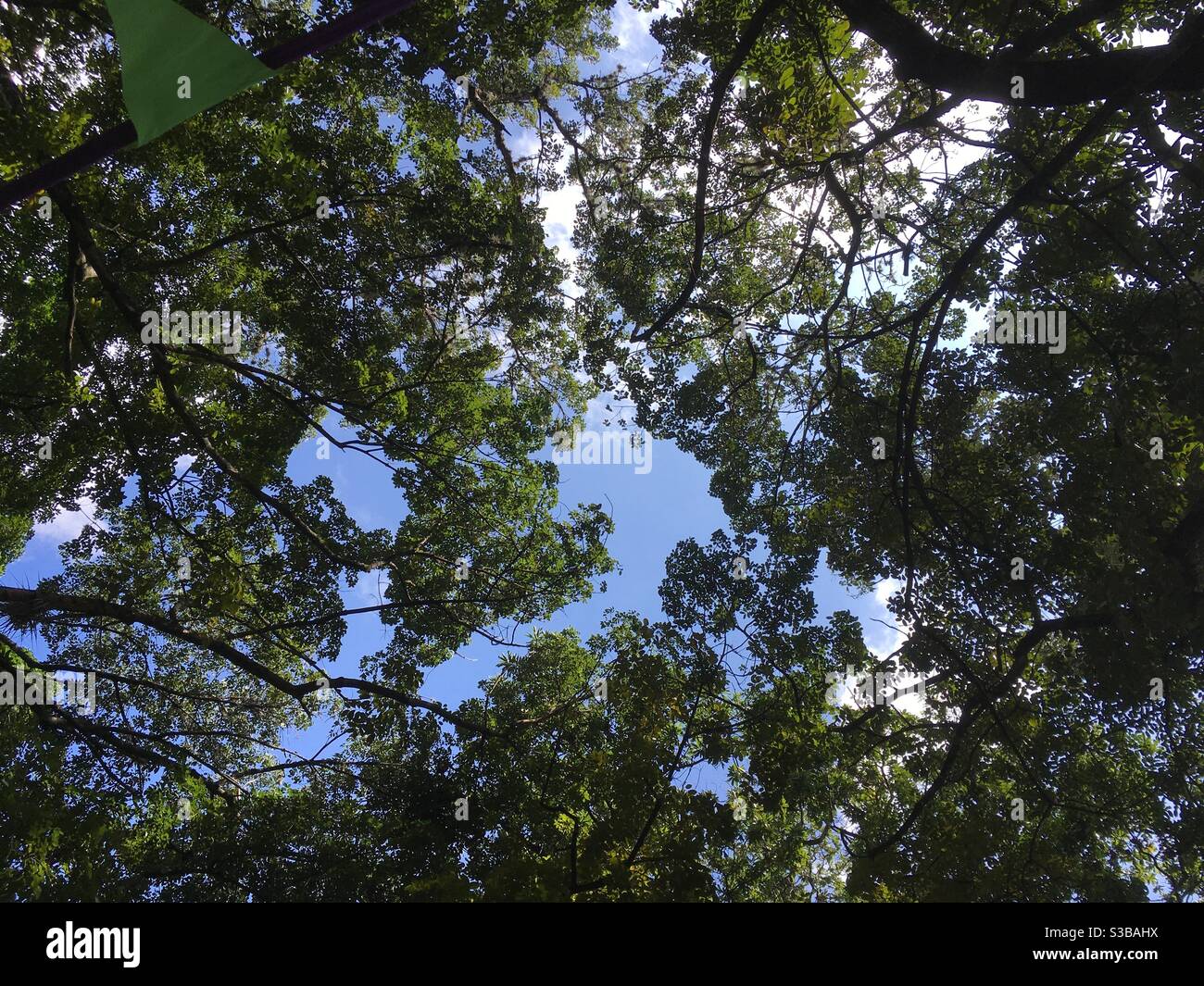 árbol verde cielo hi-res stock photography and images - Alamy