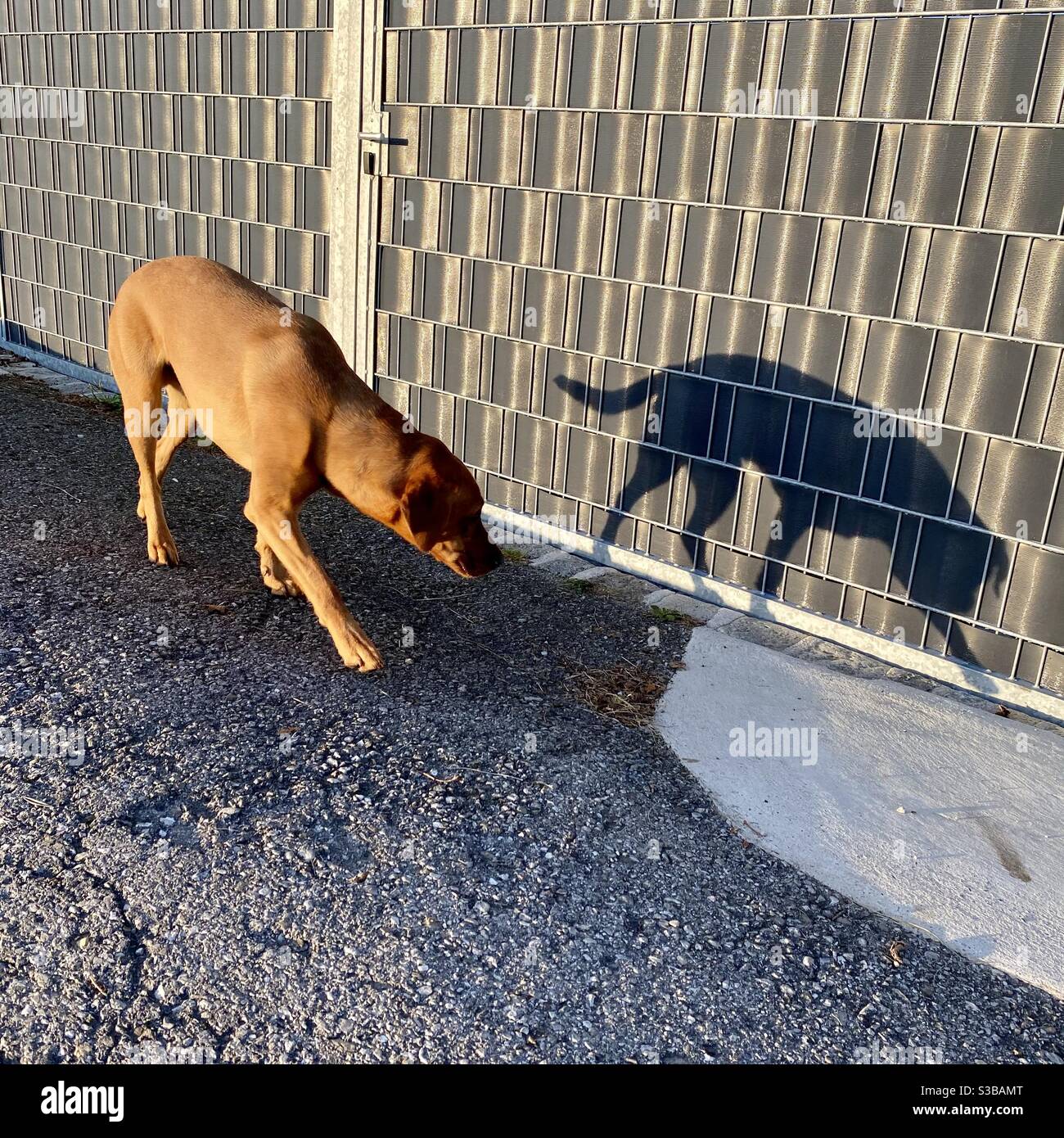 Labrador retriever dog hi-res stock photography and images - Alamy