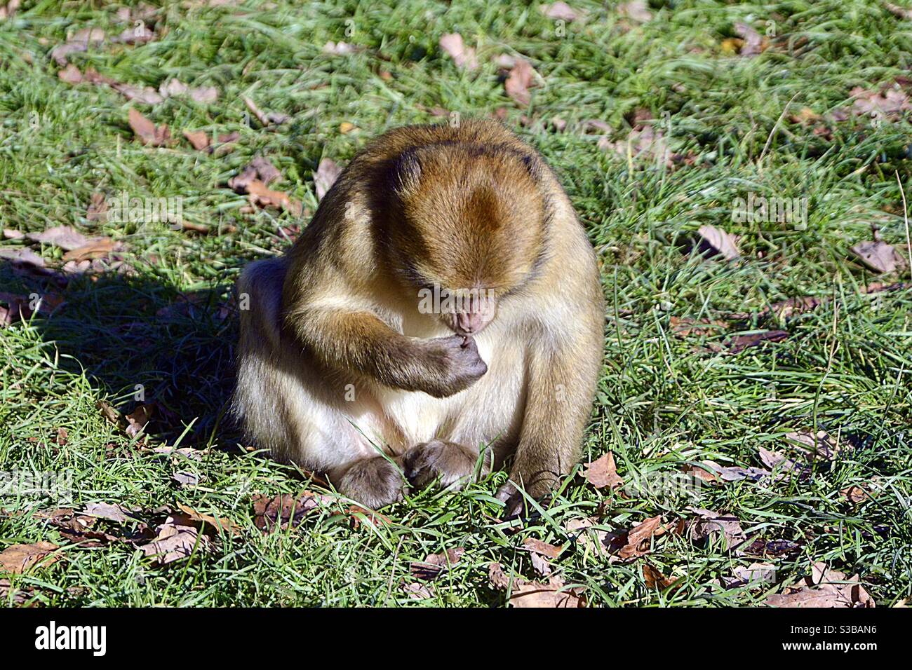 Small monkey crouched over eating Stock Photo - Alamy