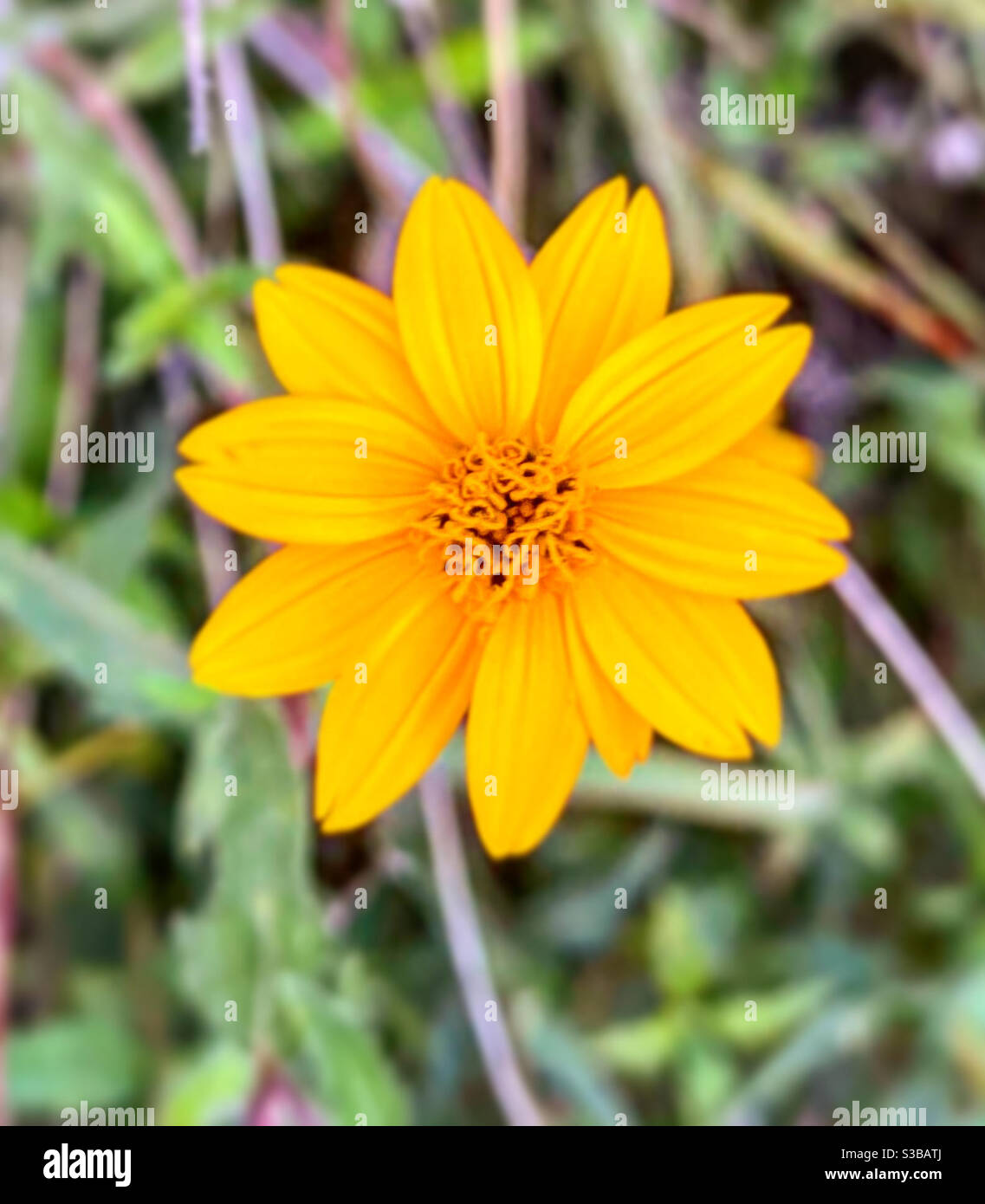 Golden Yellow Daisy Flower High Resolution Stock Photography and Images ...
