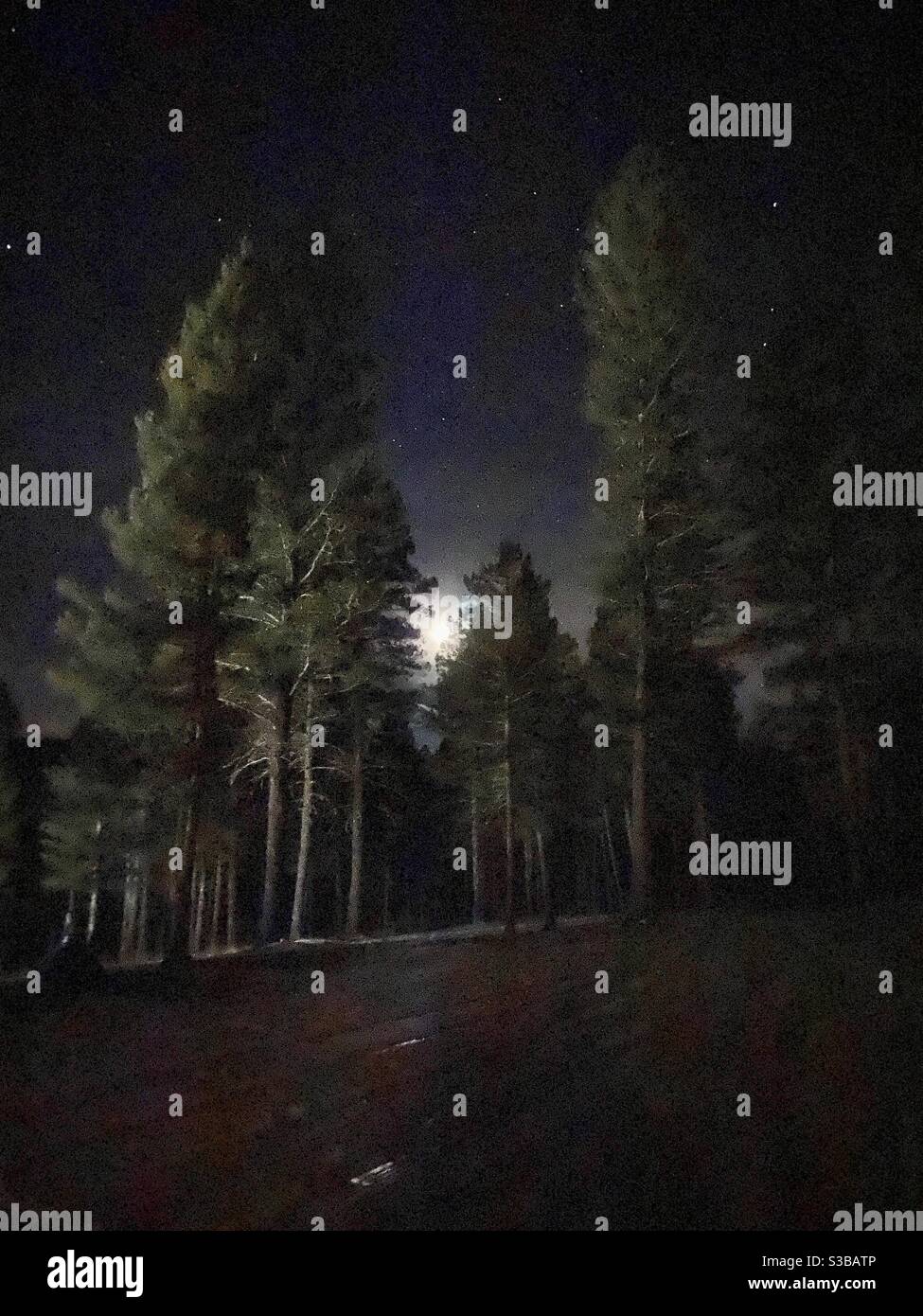 Moon stars trees hi-res stock photography and images - Alamy