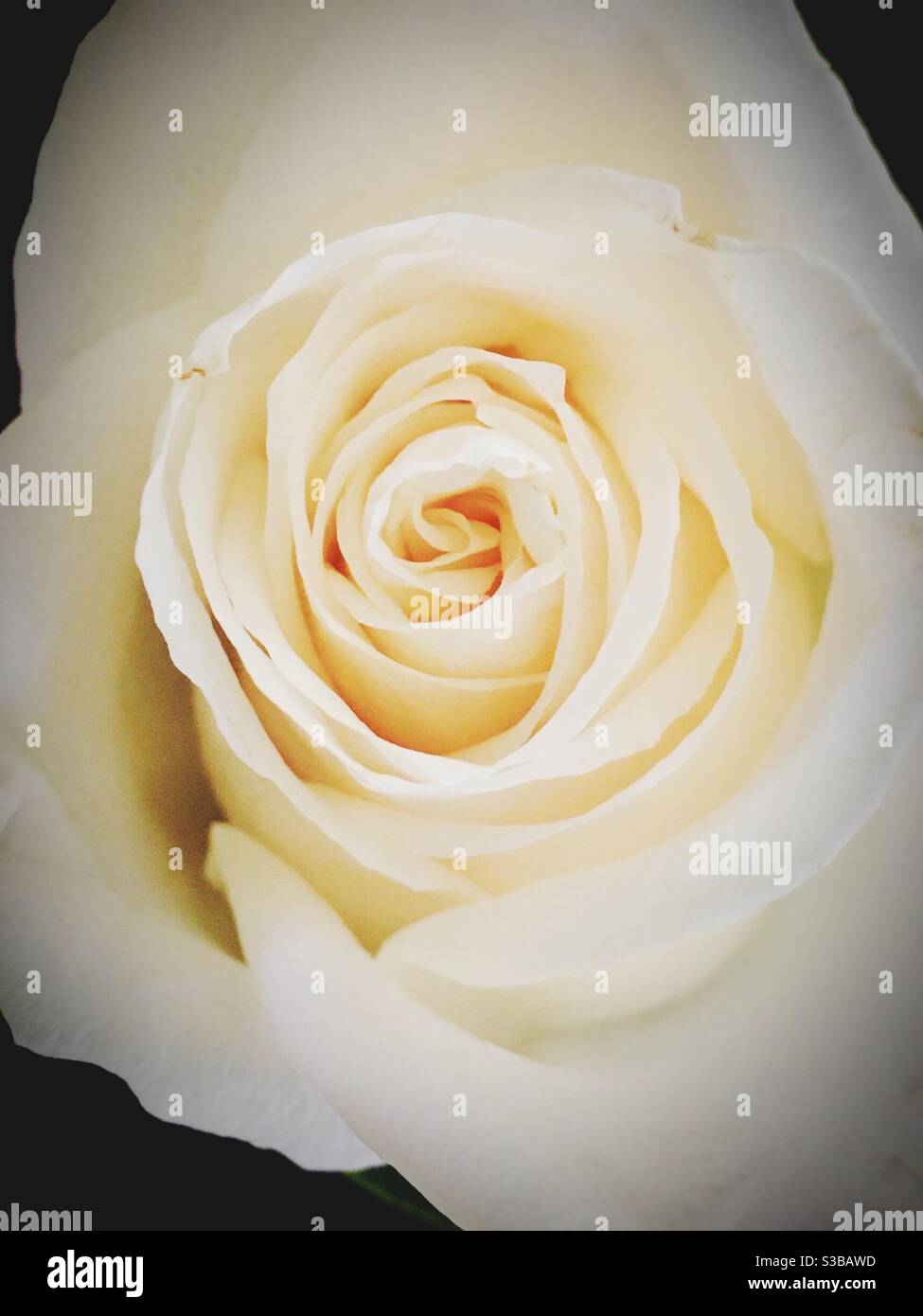 White single flower hi-res stock photography and images - Alamy