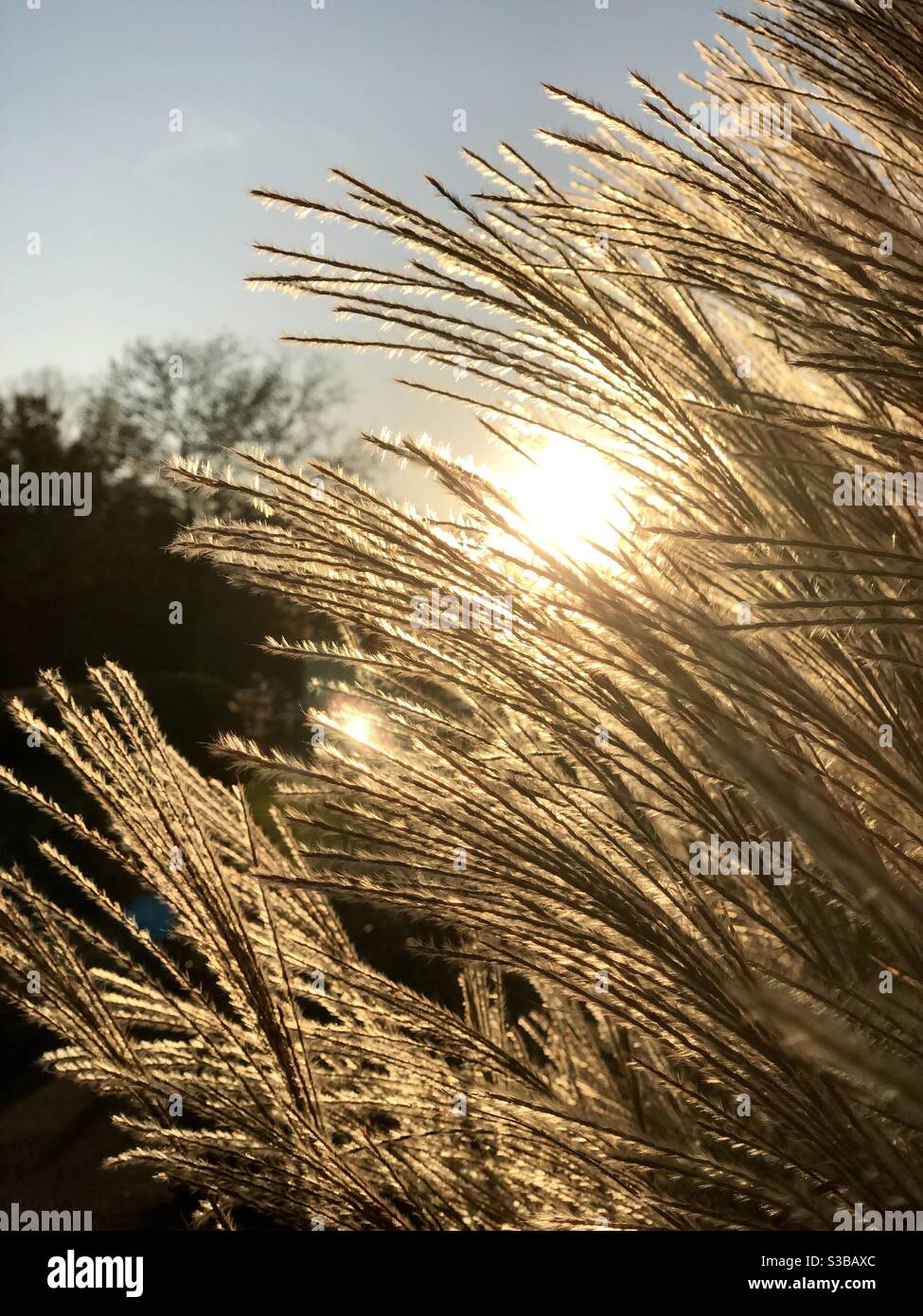 Ornamental reeds hi-res stock photography and images - Alamy