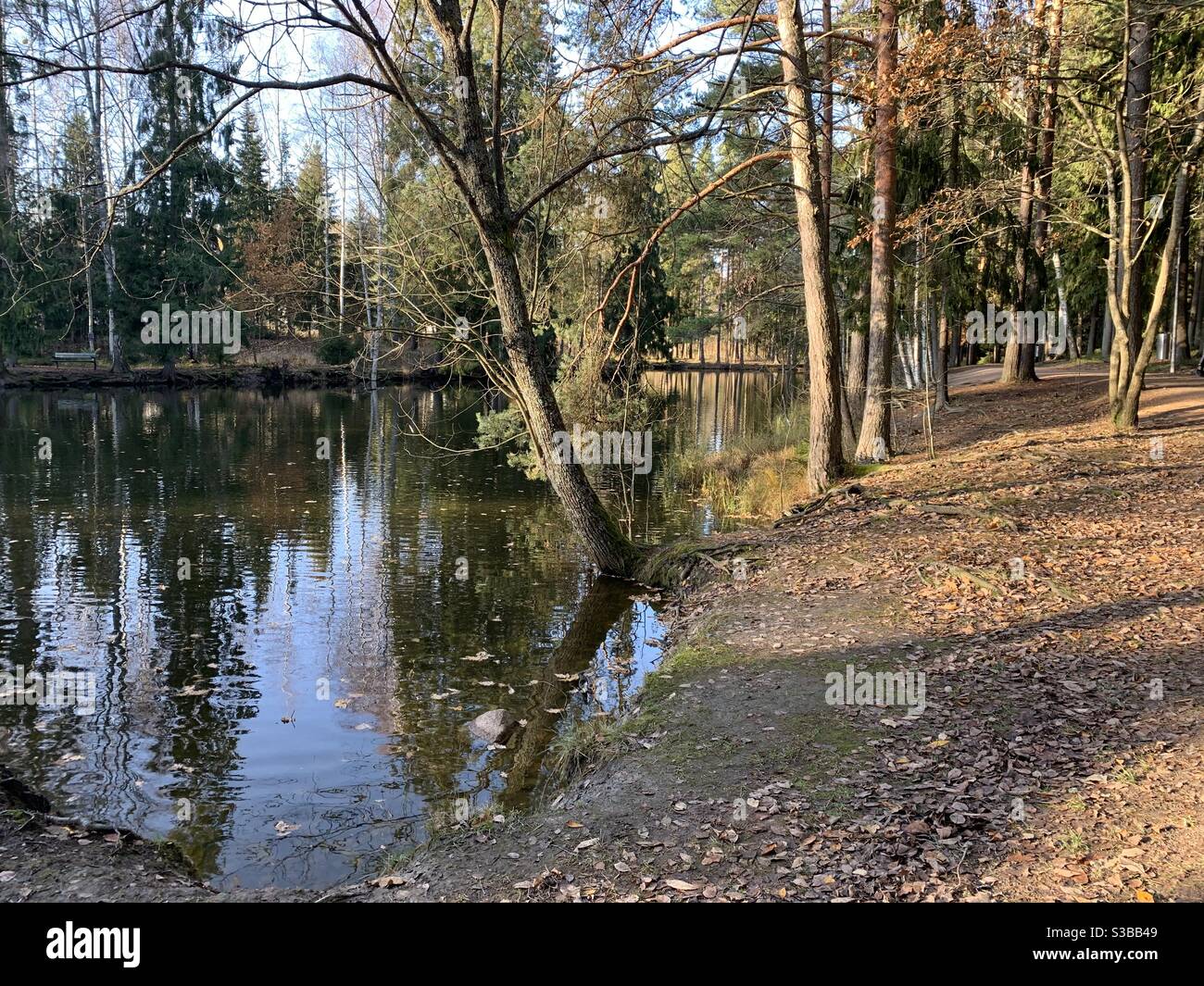 Warm climate trees hi-res stock photography and images - Alamy