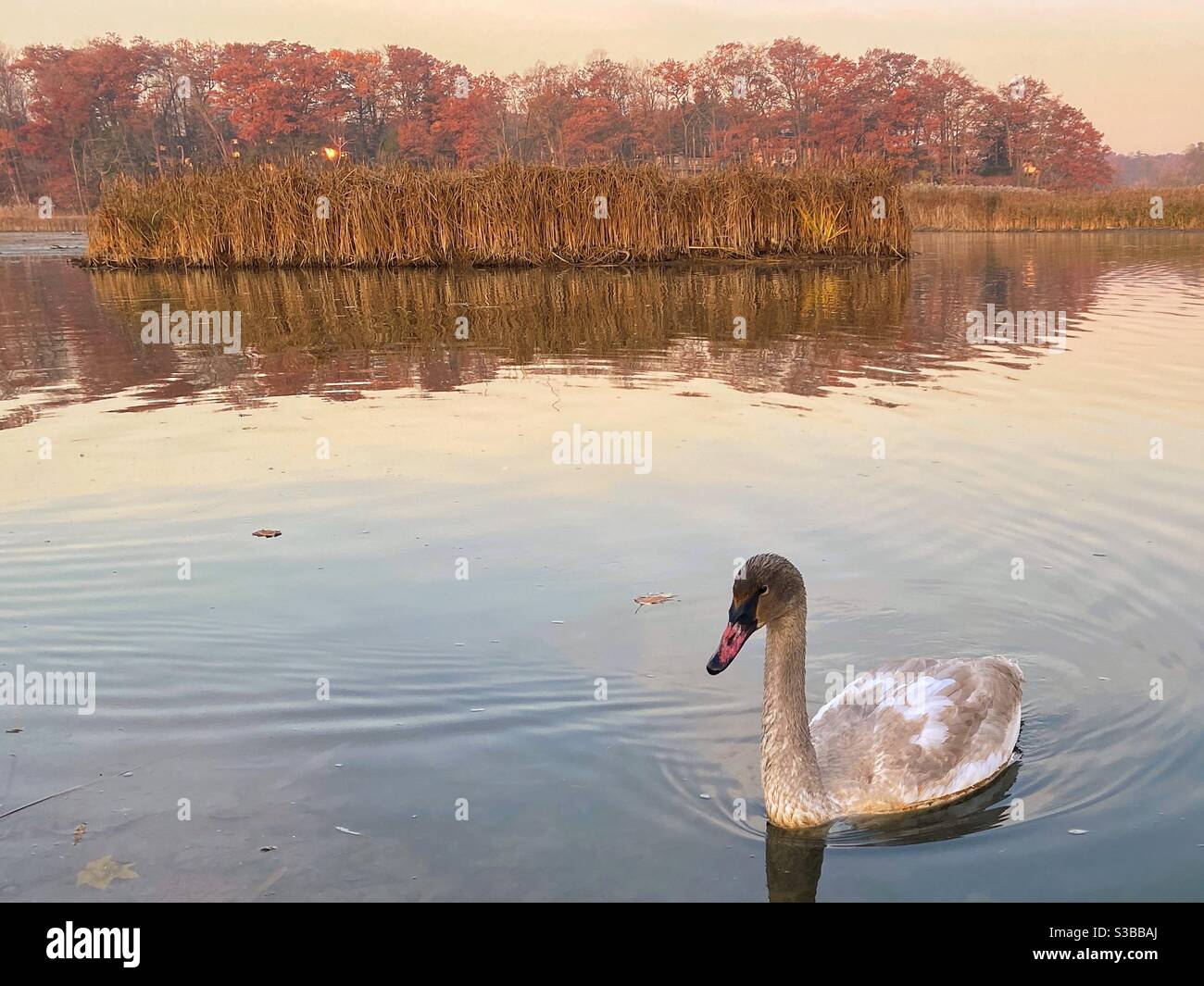 Swan on Fall marsh Stock Photo - Alamy