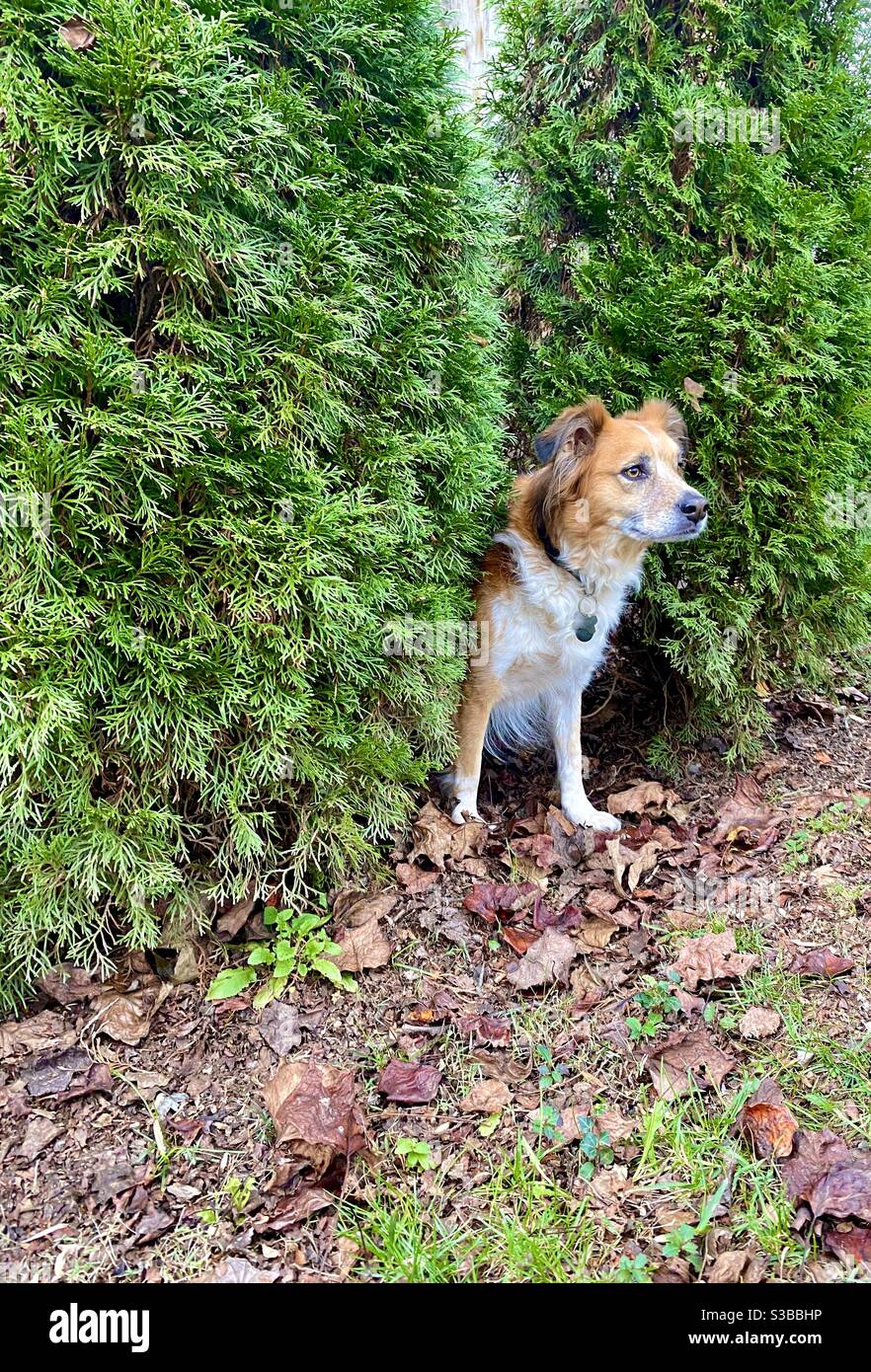 Trees peeking hi-res stock photography and images - Alamy
