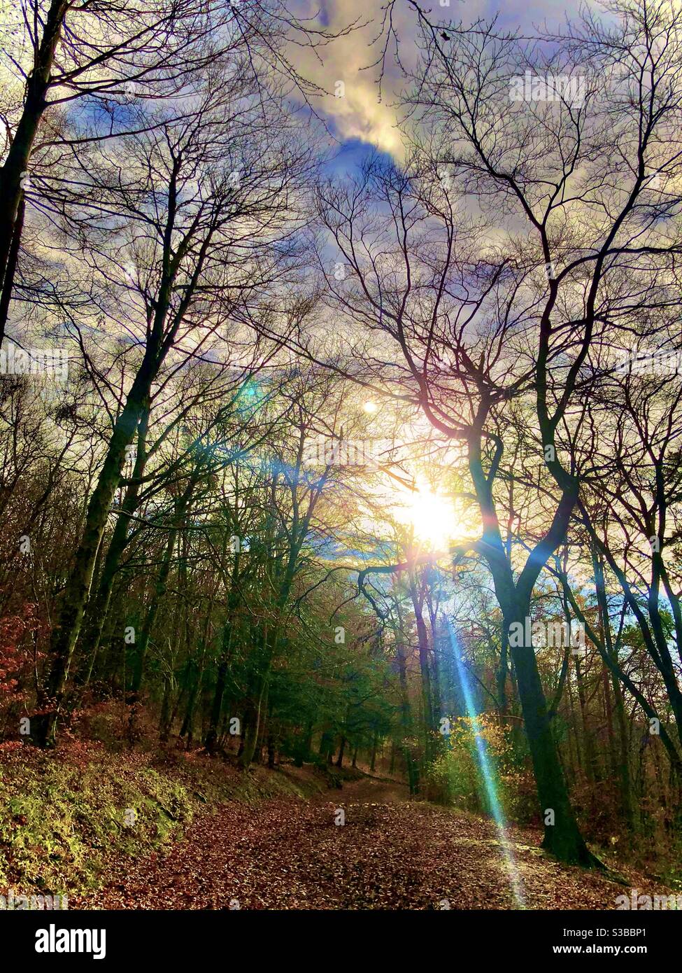 Wendover woods buckinghamshire hi-res stock photography and images - Alamy