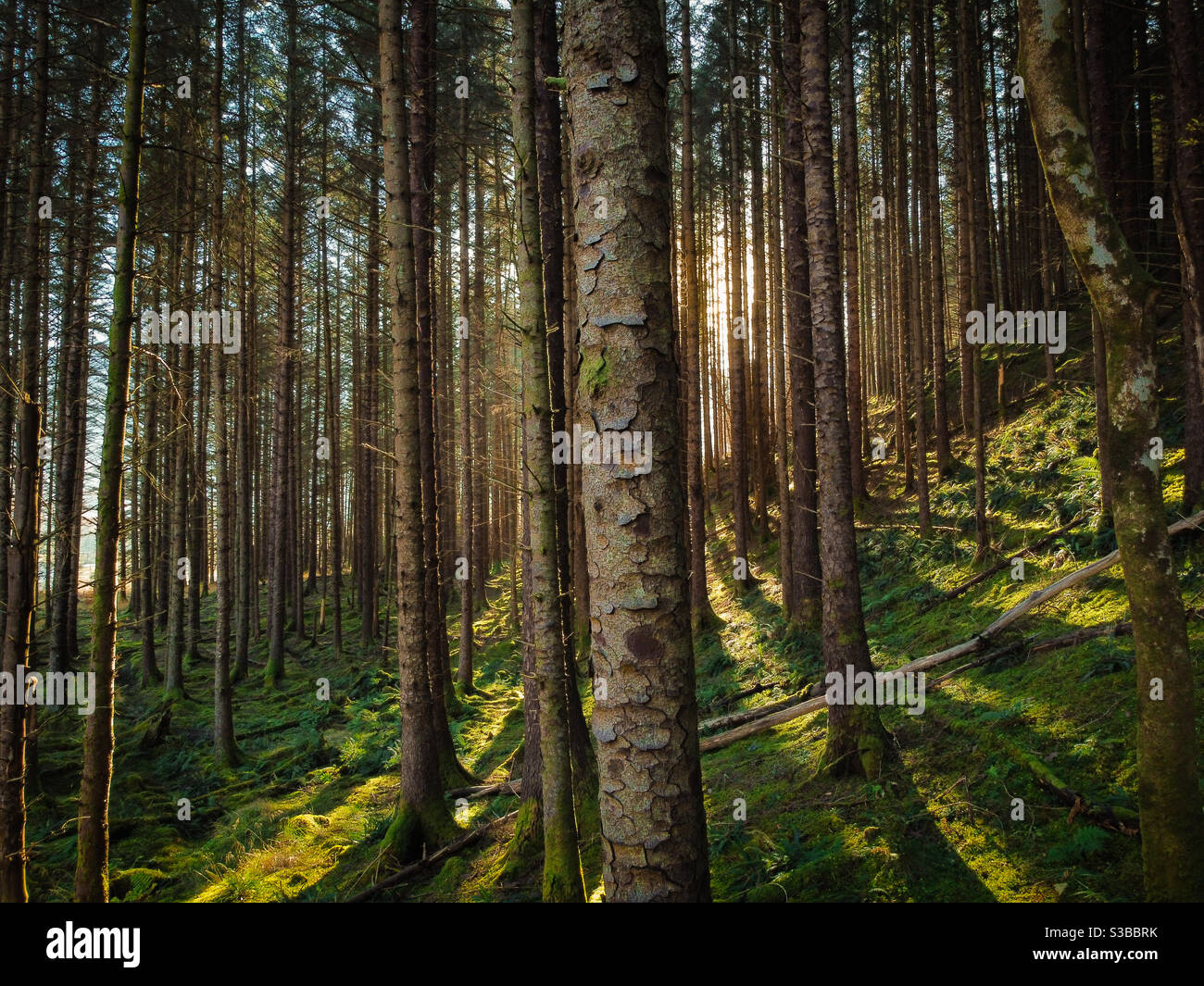 Highland texture hi-res stock photography and images - Alamy