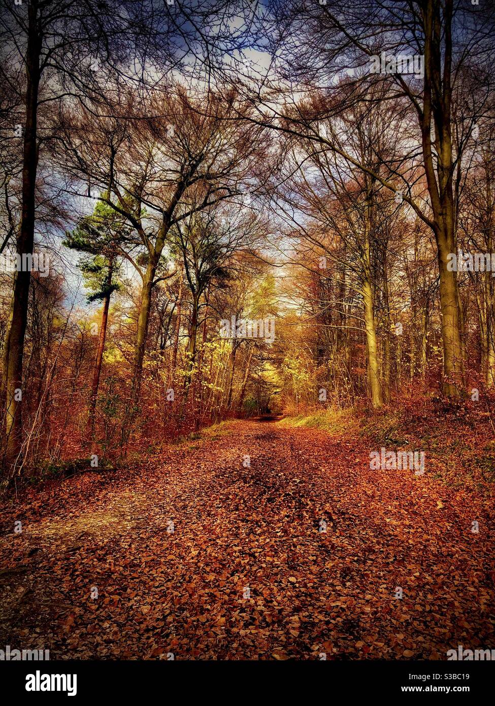 Wendover woods, england hi-res stock photography and images - Alamy