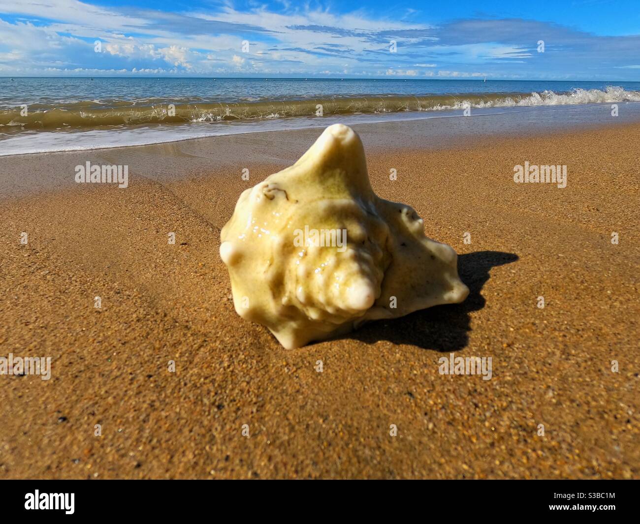 Conch detail hi-res stock photography and images - Alamy