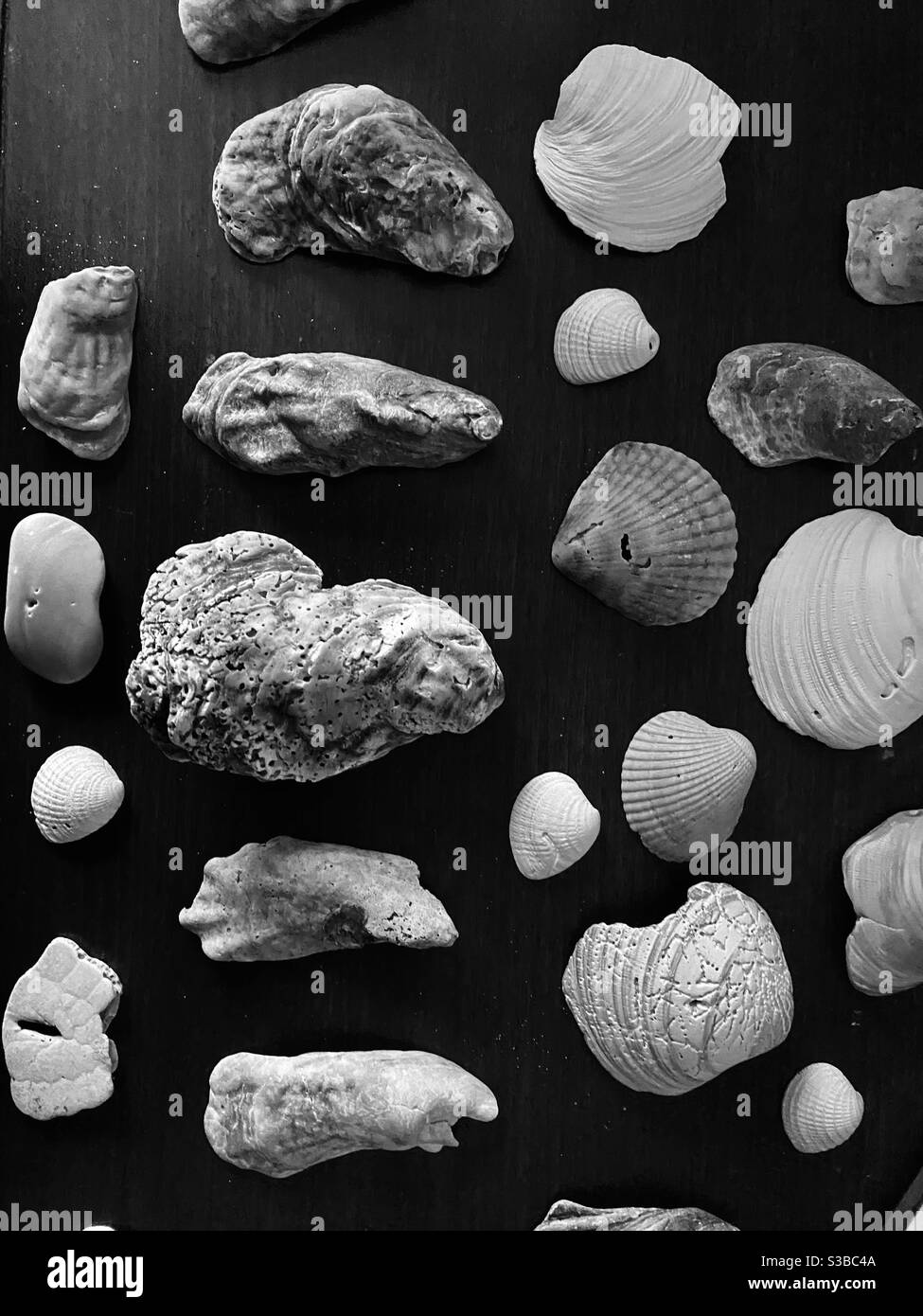 Black and white shells hi-res stock photography and images - Alamy