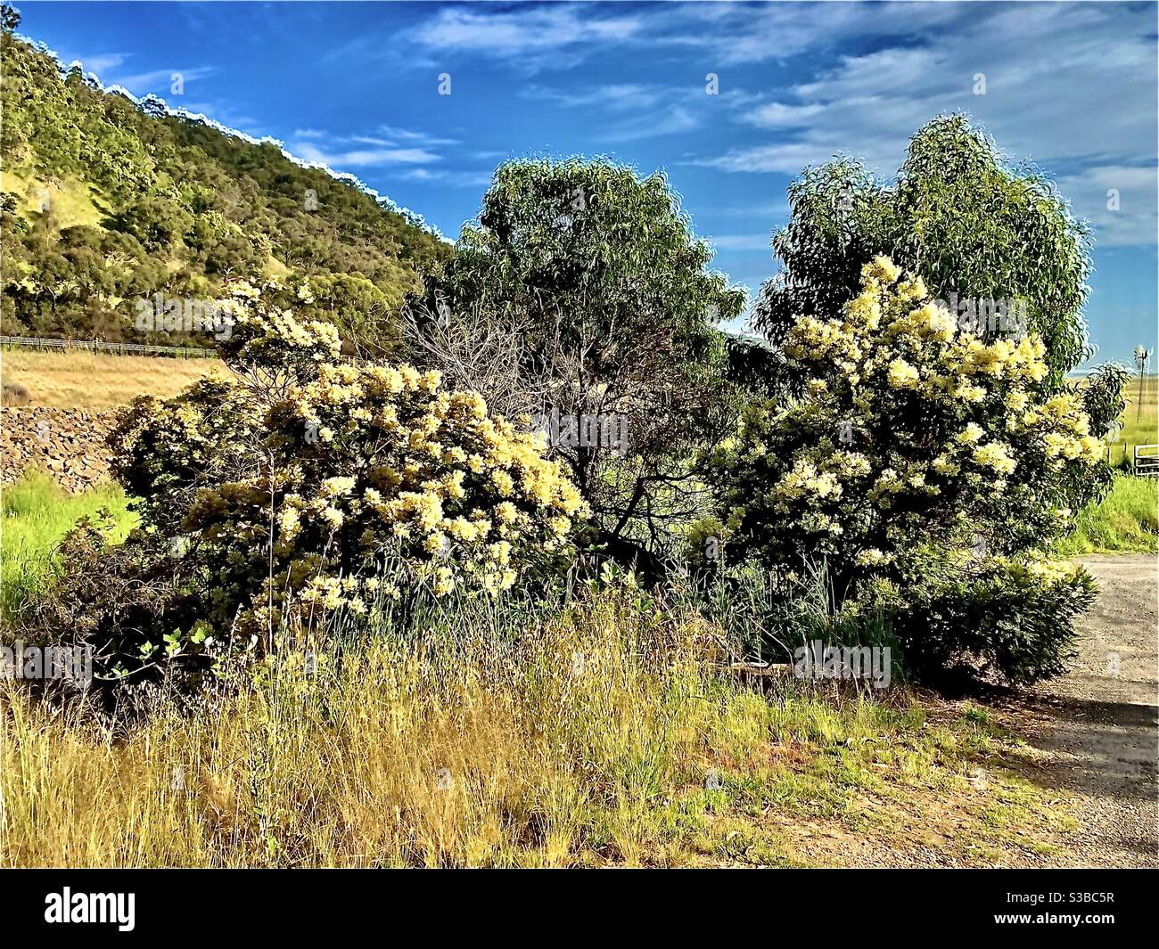 Australian acacia pycnantha hi-res stock photography and images - Alamy