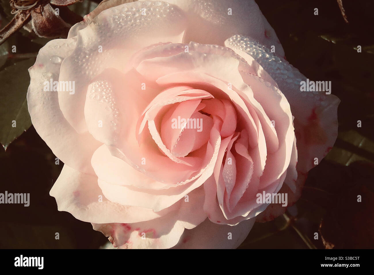 Light pink rose hi-res stock photography and images - Alamy