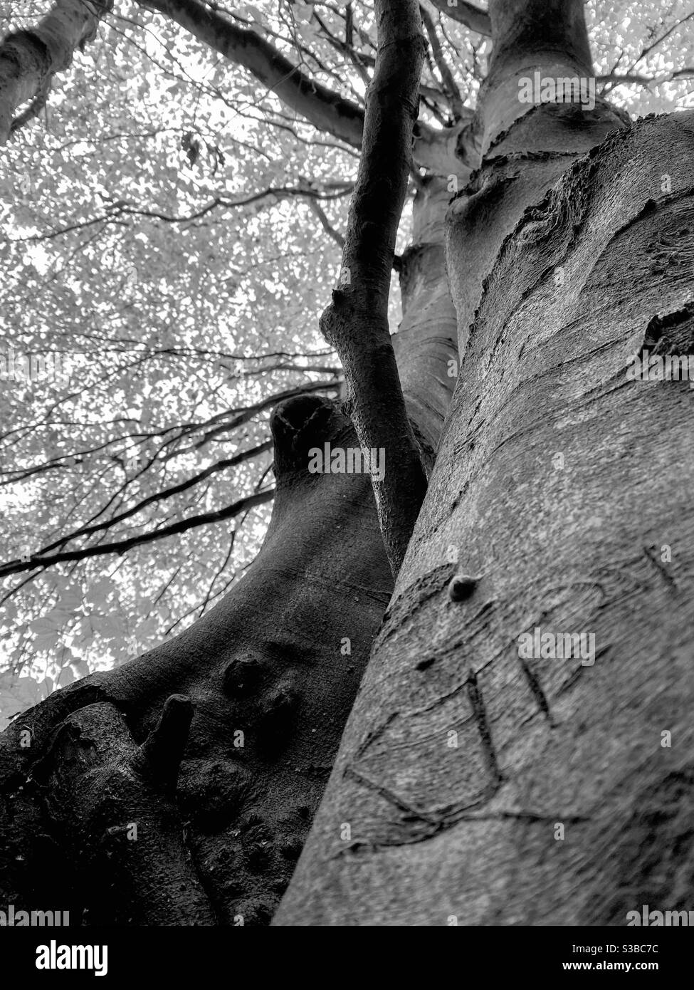White tree hi-res stock photography and images - Alamy