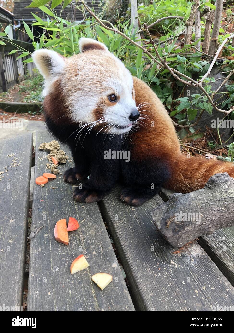 Panda photography hi-res stock photography and images - Alamy