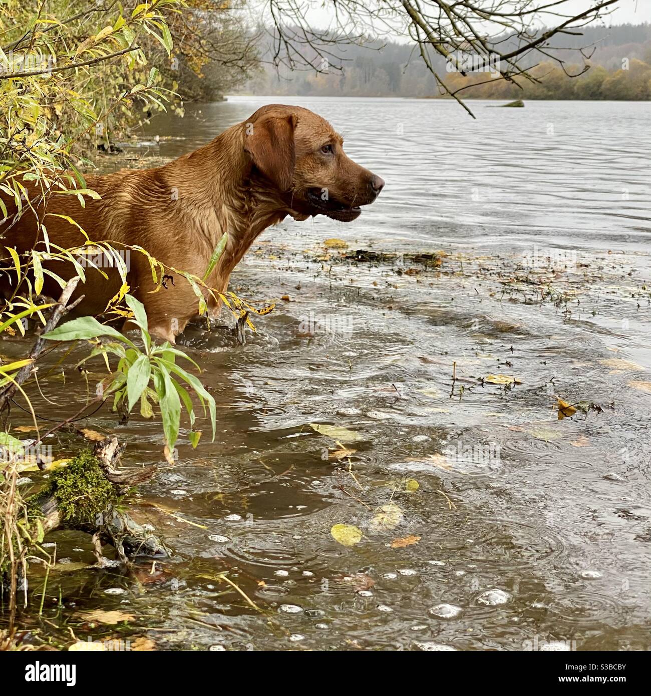 Fox Red Labrador High Resolution Stock Photography and Images - Alamy