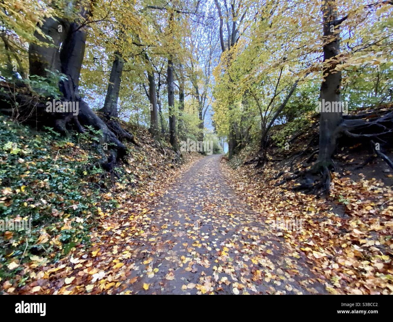 Uphill path through autumn trees loosing their leaves with a blue sky ...