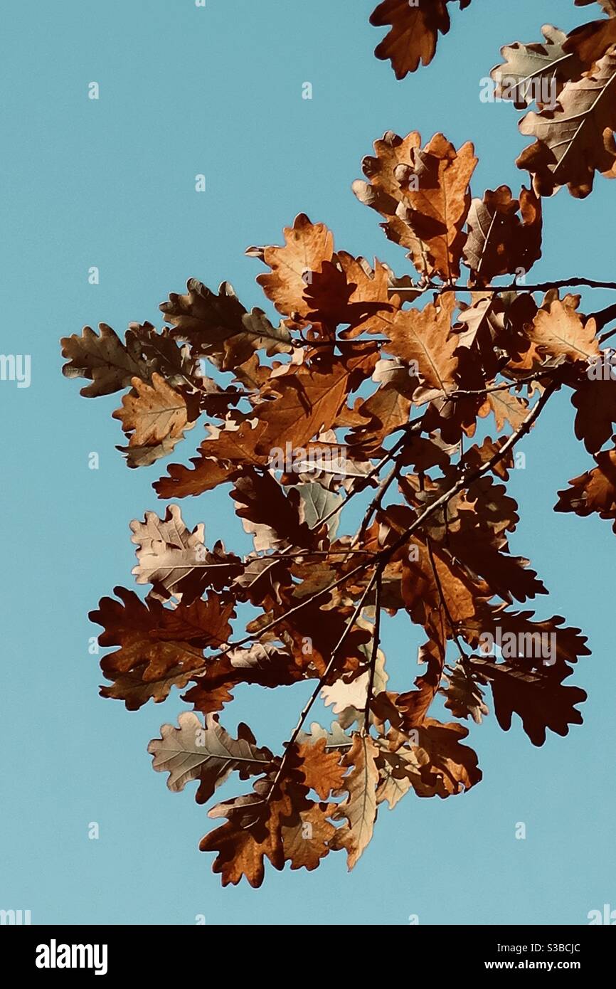 Clear leaves hi-res stock photography and images - Alamy