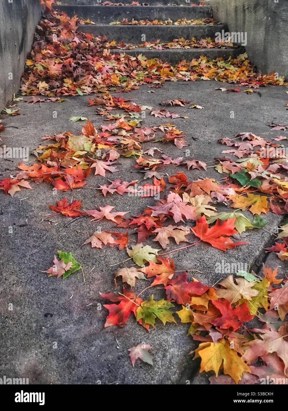 Scattered Autumn Leaves High Resolution Stock Photography and Images ...