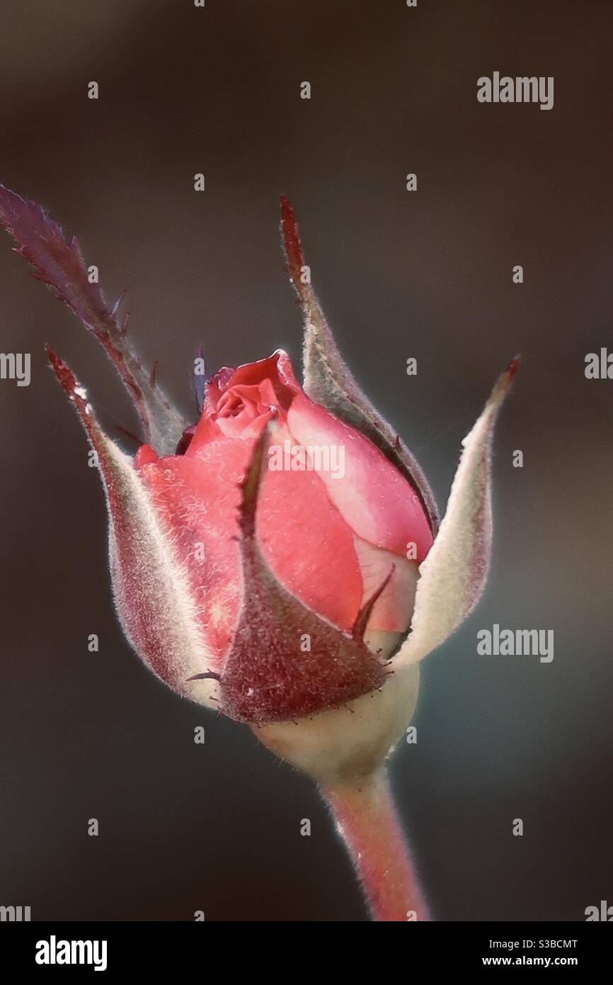 Budding rose hi-res stock photography and images - Alamy