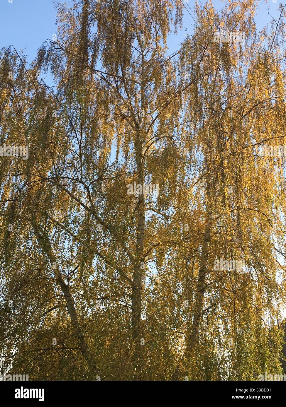 Golden leaves on a silver birch tree in autumn Stock Photo - Alamy