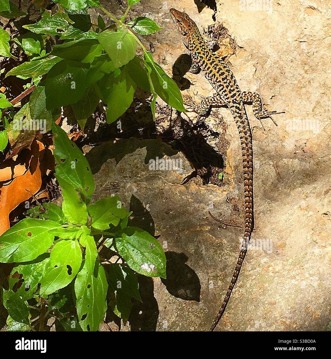 Lizard in the sun Stock Photo - Alamy