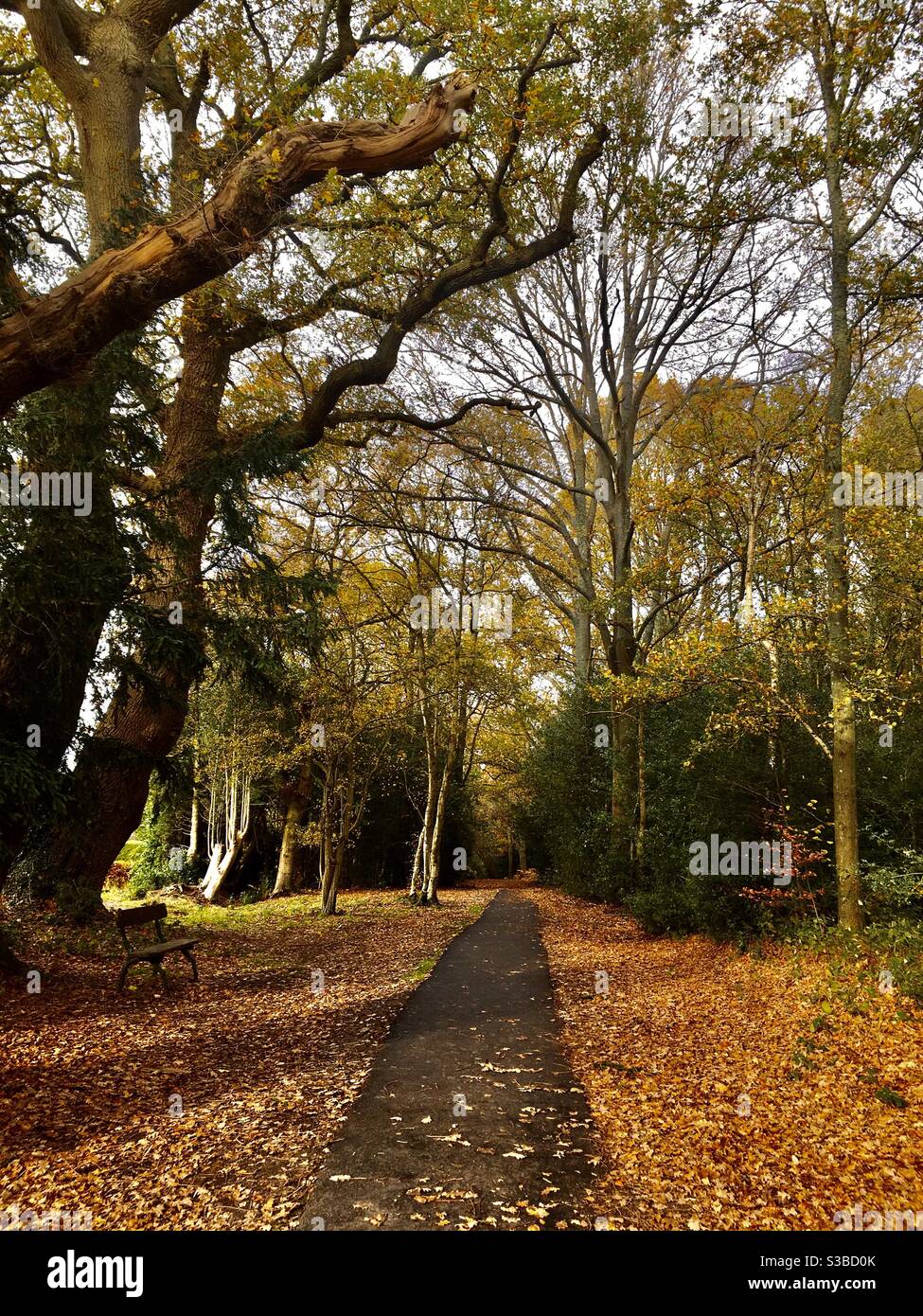 Woodland path in autumn hi-res stock photography and images - Alamy