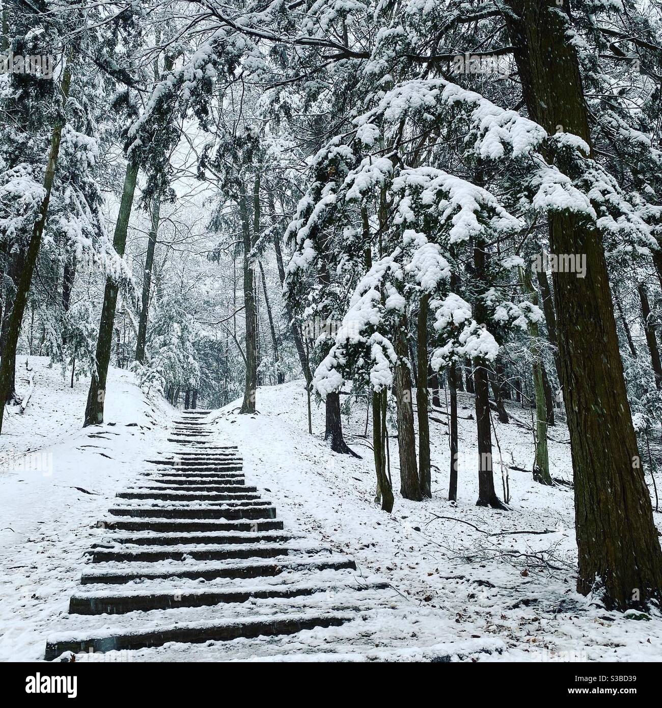 Snowfall on forest steps Stock Photo - Alamy