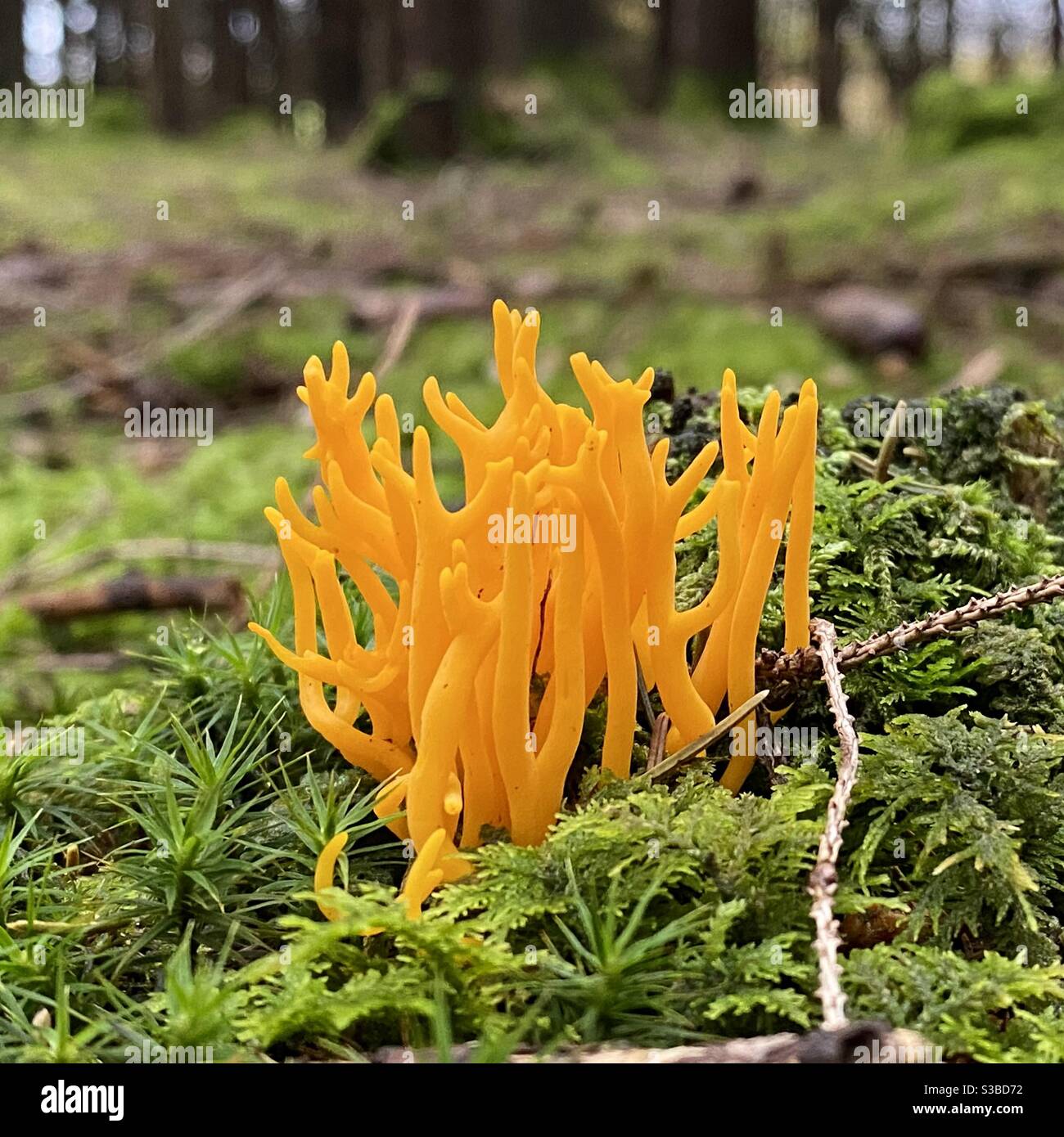 Stag horn hi-res stock photography and images - Alamy