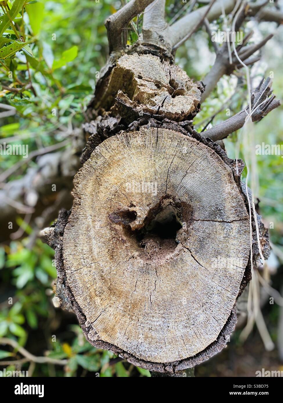 Brabejum High Resolution Stock Photography and Images - Alamy