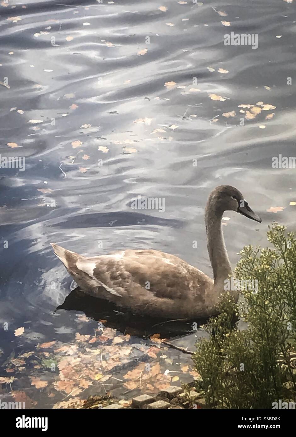 Cygnets birds hi-res stock photography and images - Alamy