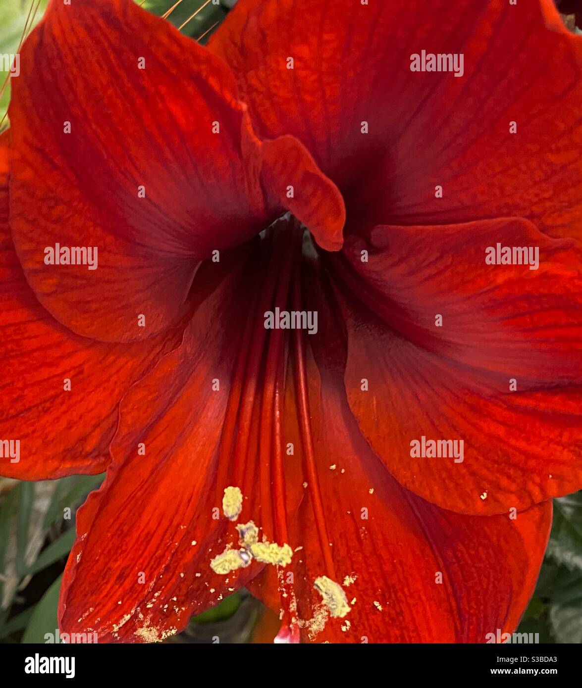 American flower hi-res stock photography and images - Alamy