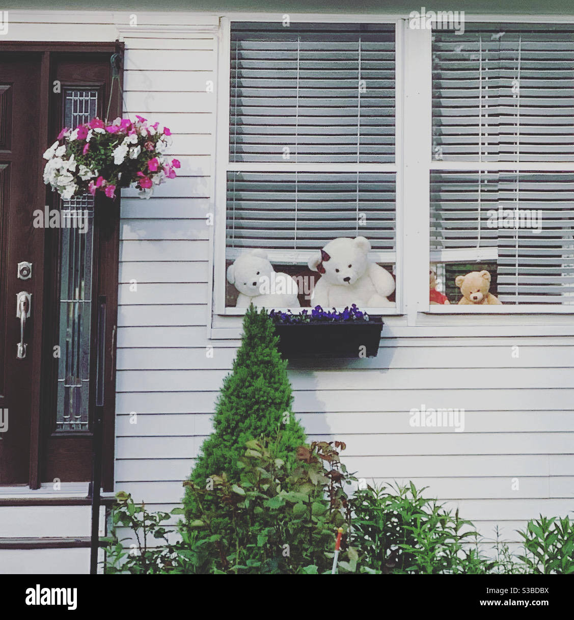 Teddy bears in windows in May, 2020, Greenfield, Massachusetts, United ...