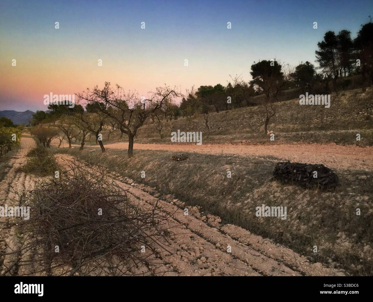Pruning of an almond tree hi-res stock photography and images - Alamy