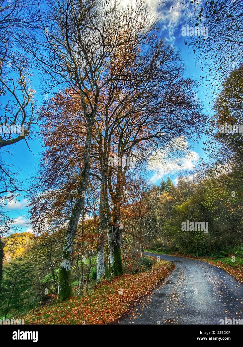 French country road Stock Photo - Alamy