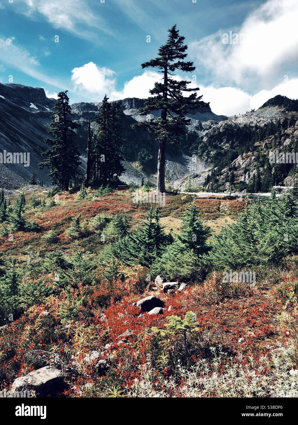 Evergreen tree pacific northwest hi-res stock photography and images ...