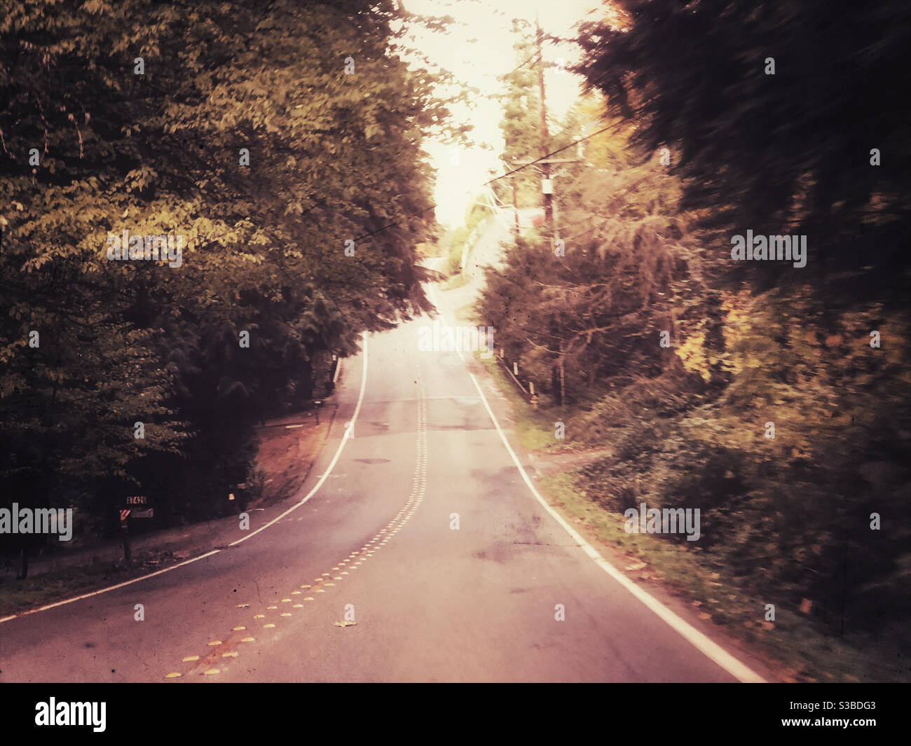 old road through the forest Stock Photo - Alamy