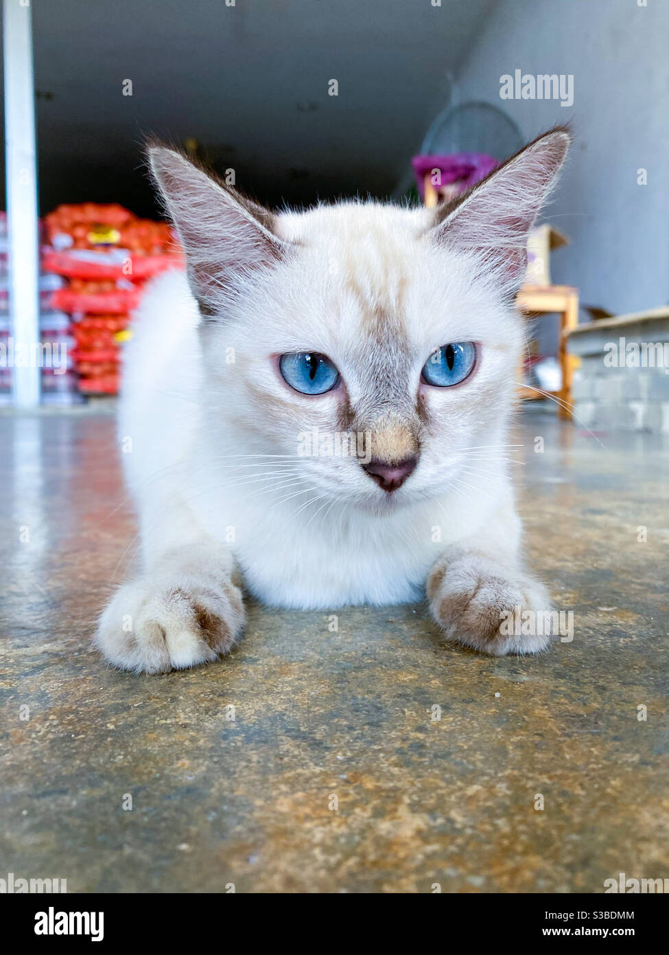 Cat with a serious face hi-res stock photography and images - Alamy