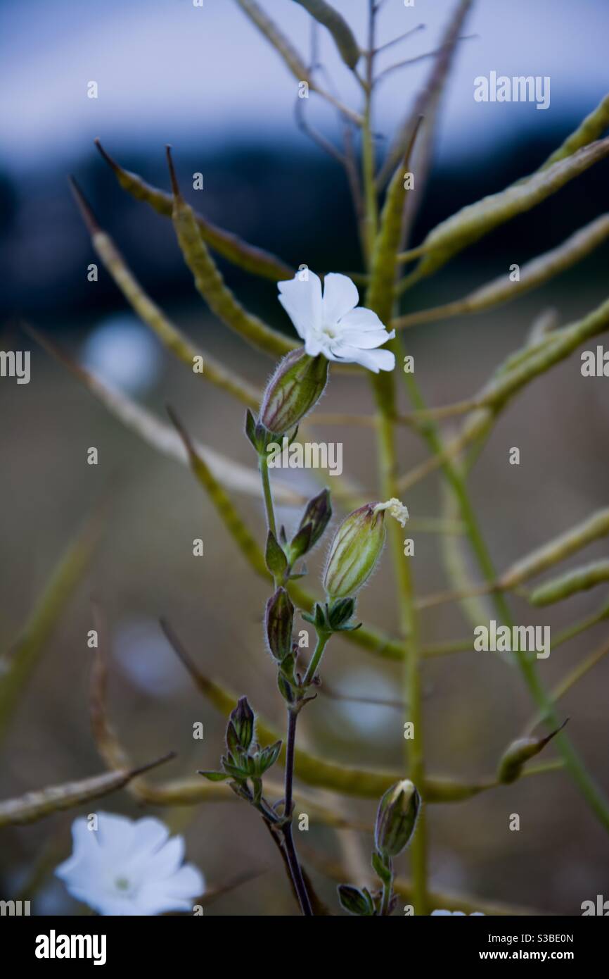 Midnight flower hi-res stock photography and images - Alamy