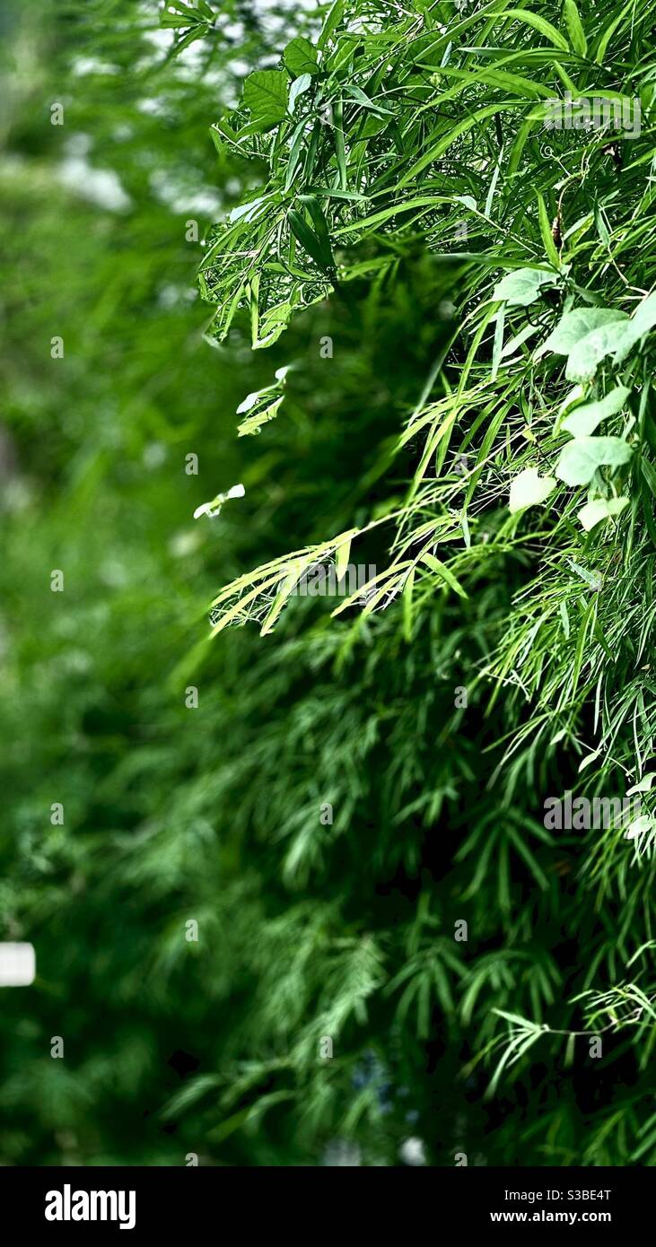 Morning breeze hi-res stock photography and images - Alamy