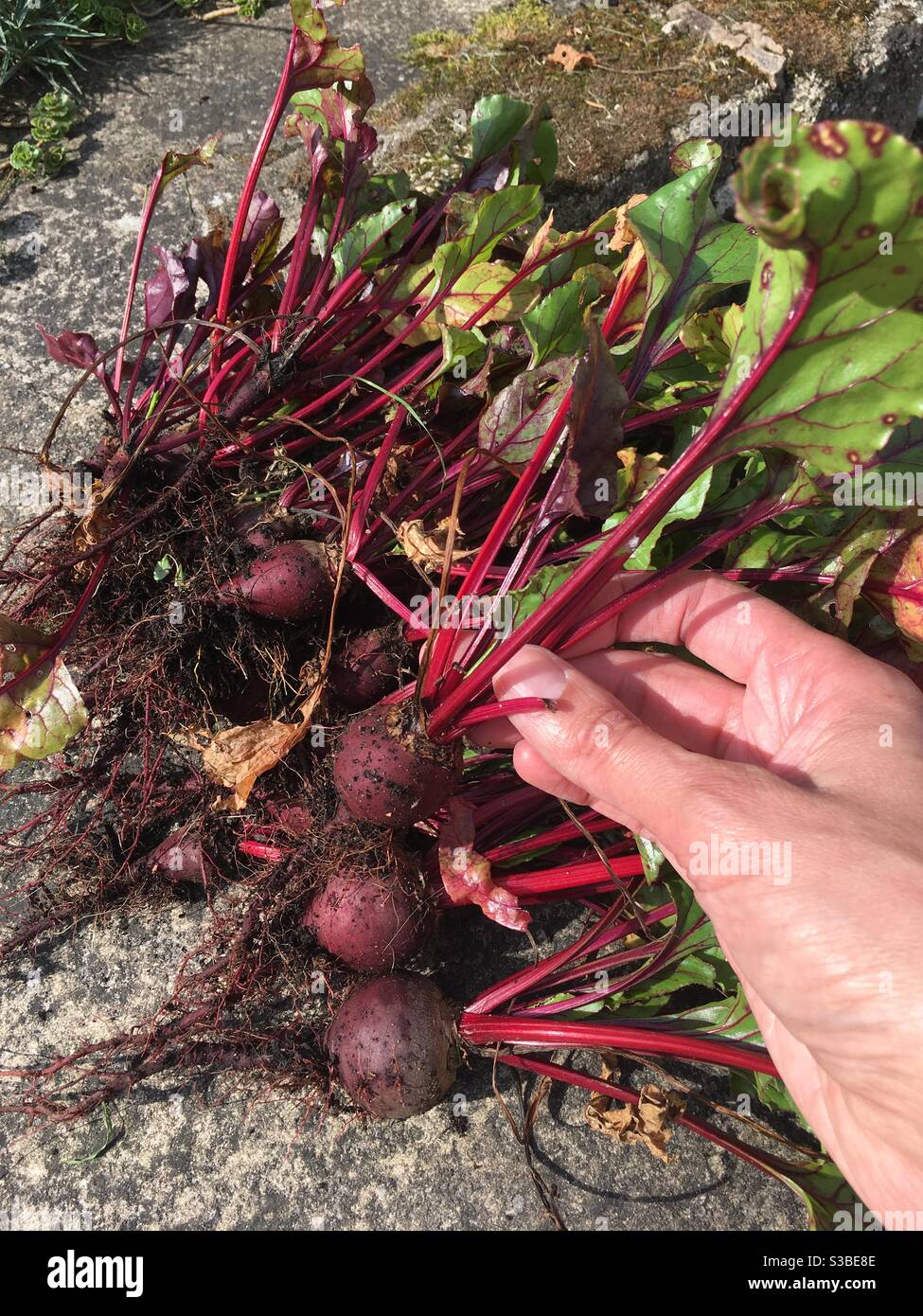 Home grown beetroot hi-res stock photography and images - Alamy