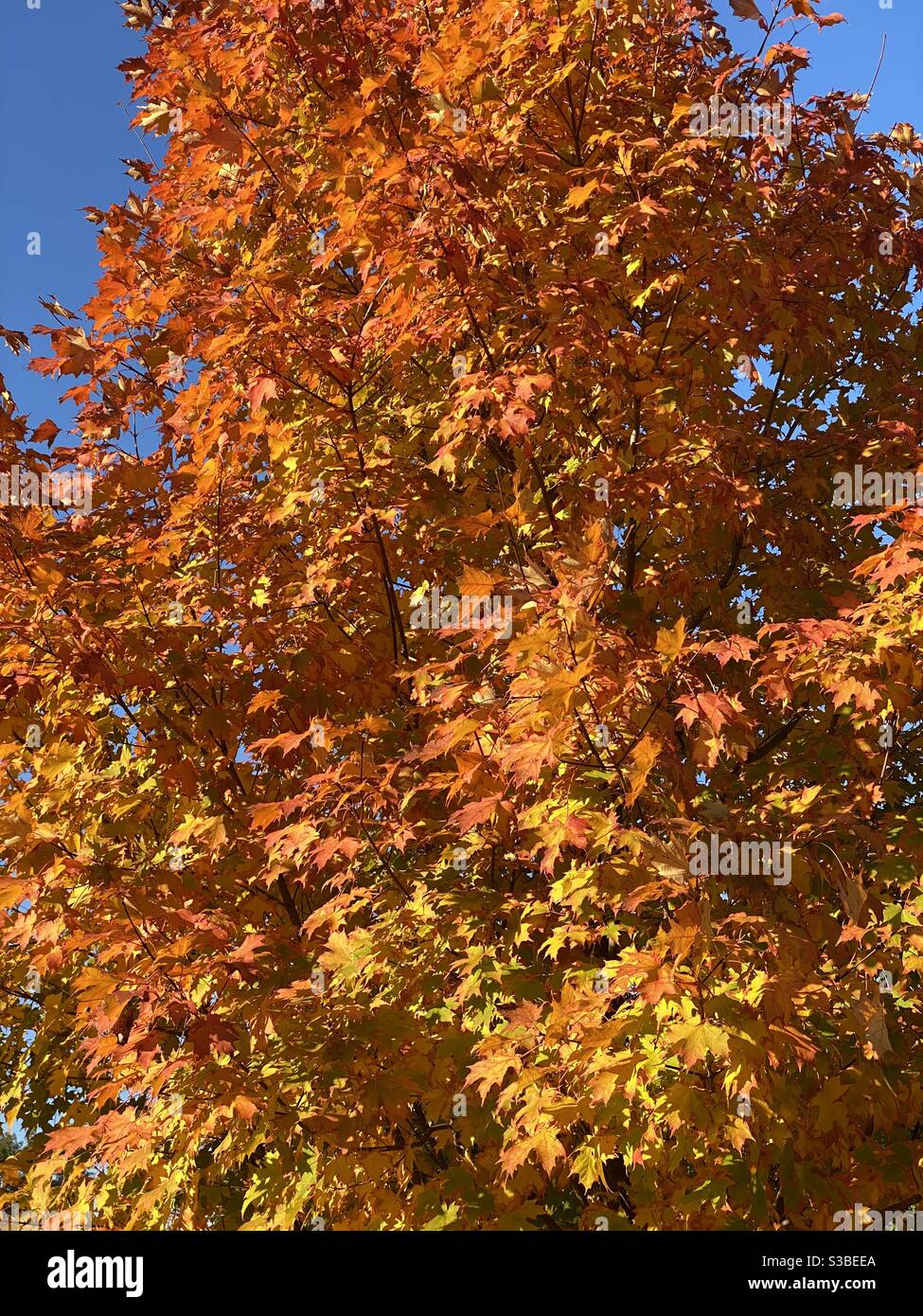 Orange fall foliage Stock Photo - Alamy