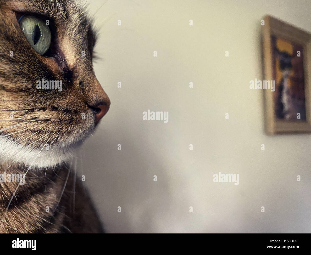 Profile of animal hi-res stock photography and images - Alamy