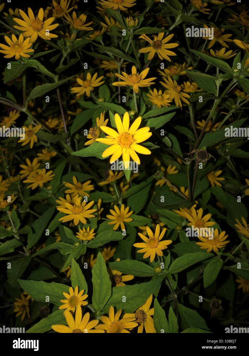 Spring night, summer night hi-res stock photography and images - Alamy