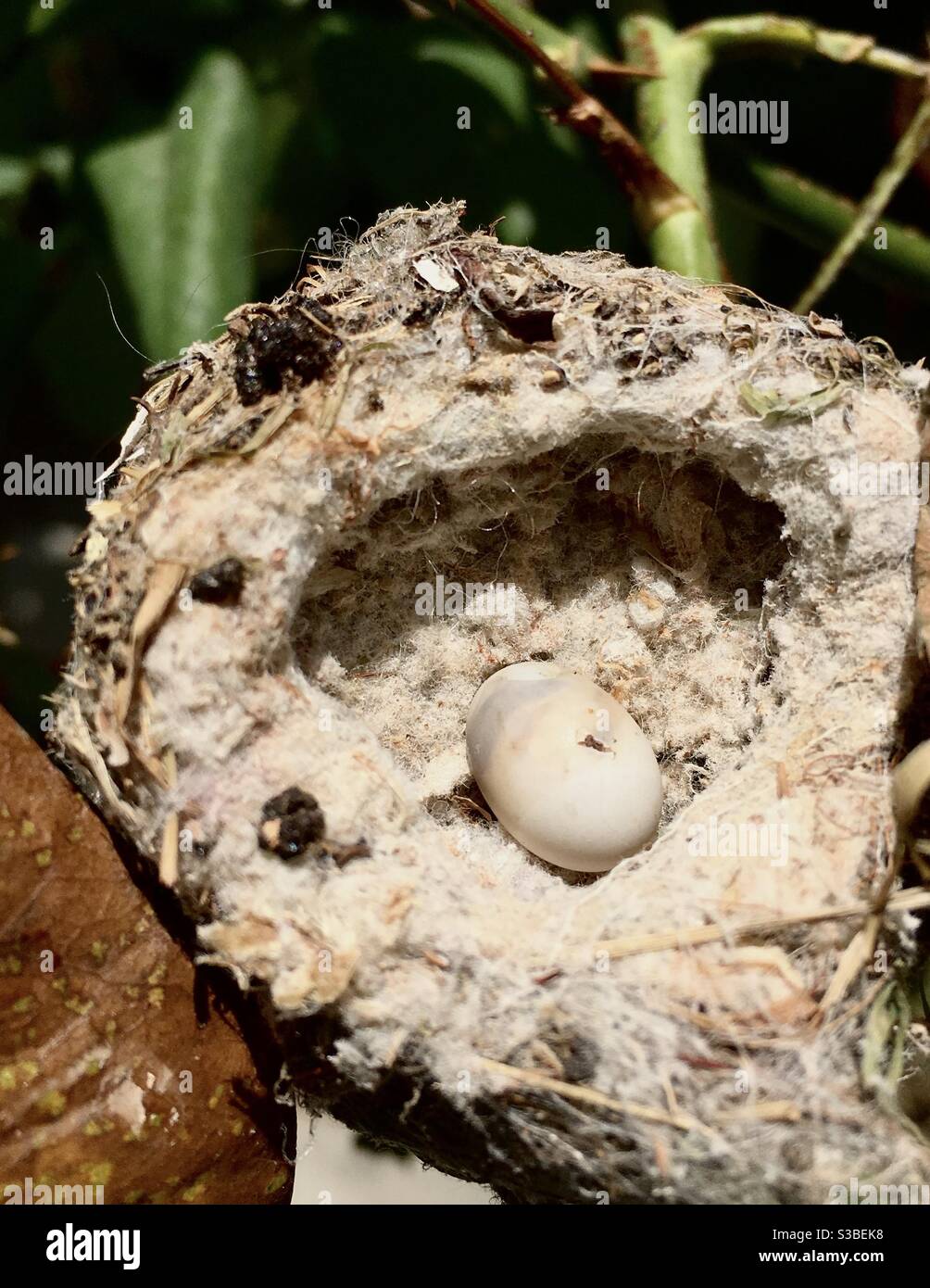 Hummingbird egg hi-res stock photography and images - Alamy